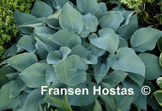 Hosta Theo's Blue - Fransen Hostas